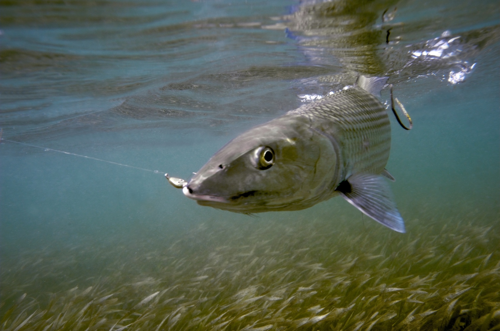Picture of Bonefish