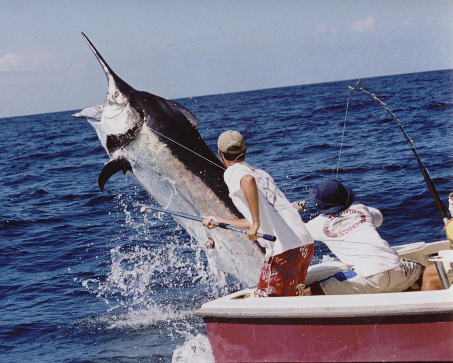 Picture of Atlantic Sailfish