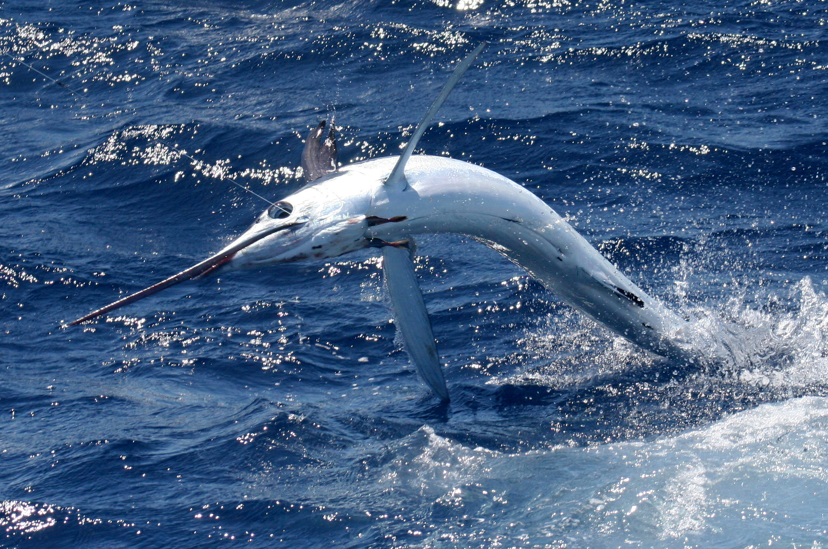 Picture of White Marlin