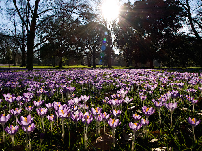 Field of Crocuses at Kew Gardens