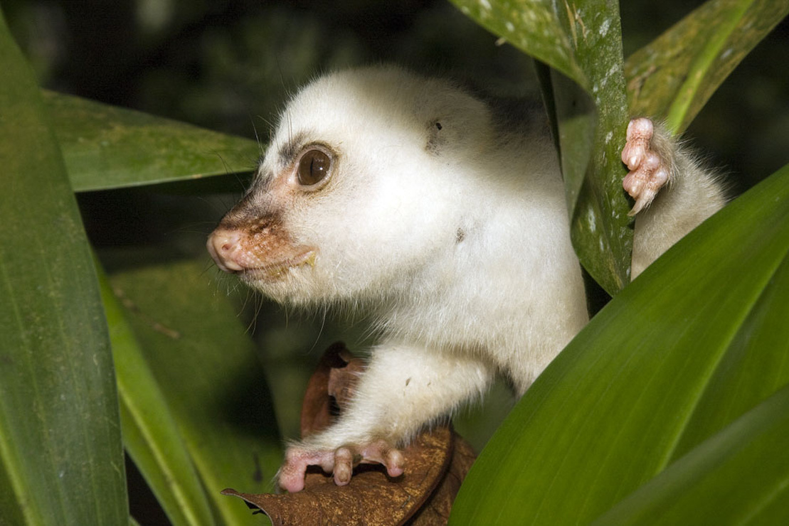 Common Spotted Cuscus