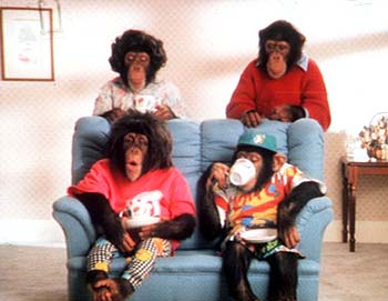 Picture of PG Tips Chimps