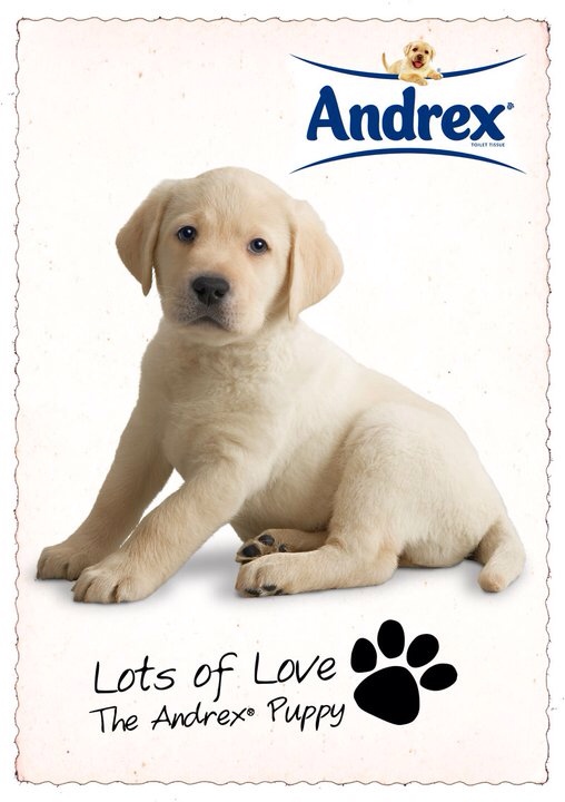 Picture of Andrex Puppy