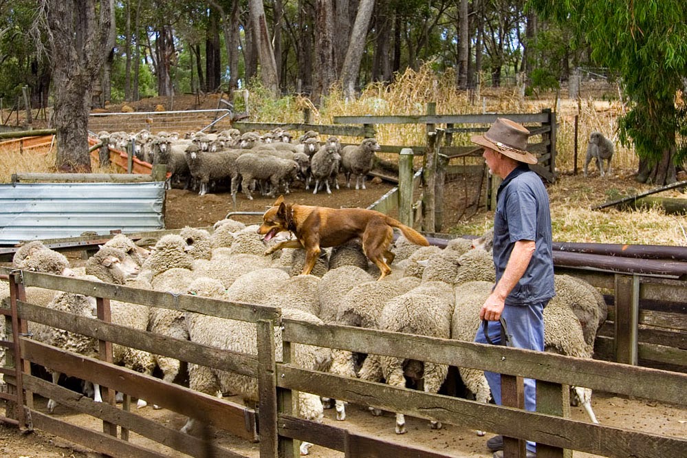 Australian Kelpie walking on the sheep