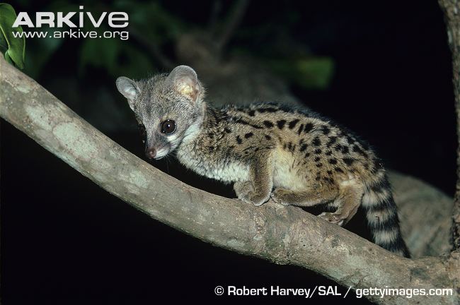 Juvenile Common Genet in a tree