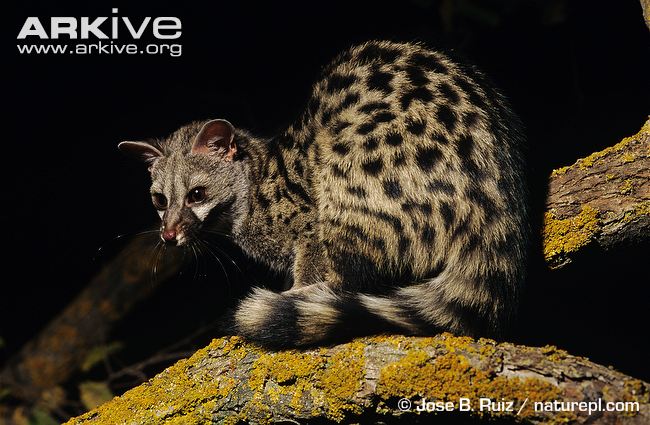 Common Genet in a tree at night