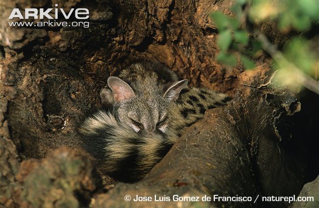 Common Genet sleeping in a tree hollow