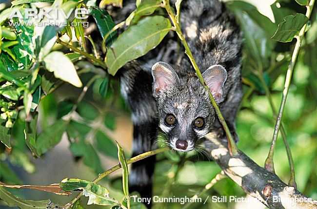 Large Spotted Genet in a tree
