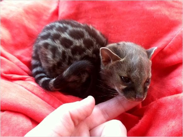 Baby Large Spotted Genet