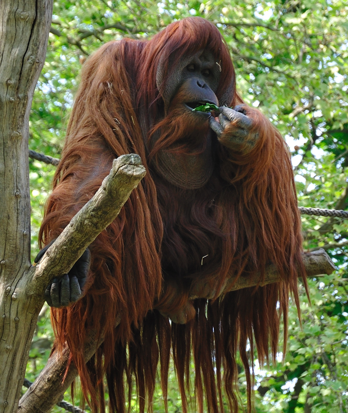 Male Orangutan