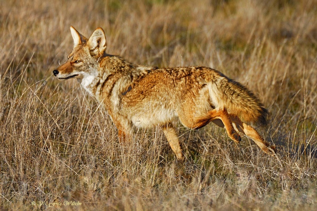 Coyote