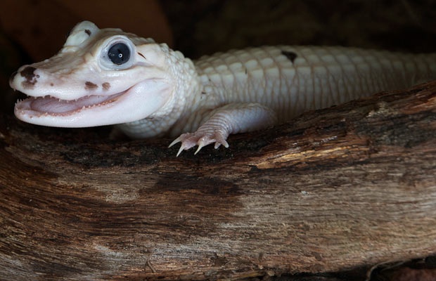 Pearl White Alligator