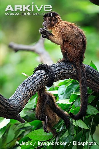 Weeper Capuchin Monkey