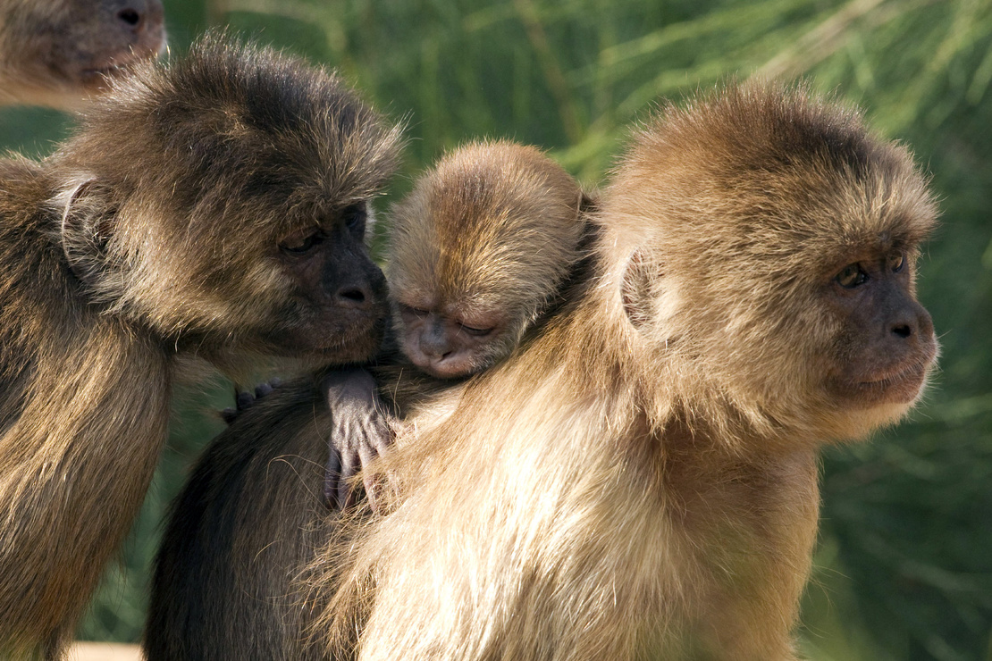 Weeper Capuchine Monkey family