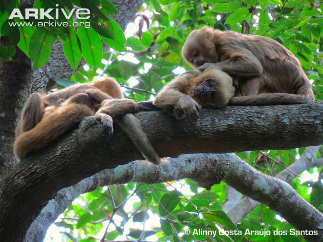 Blond Capuchin Monkeys grooming