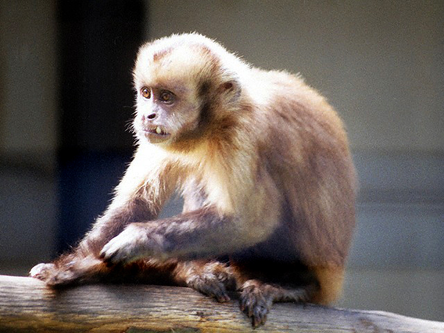 Blond Capuchin Monkey