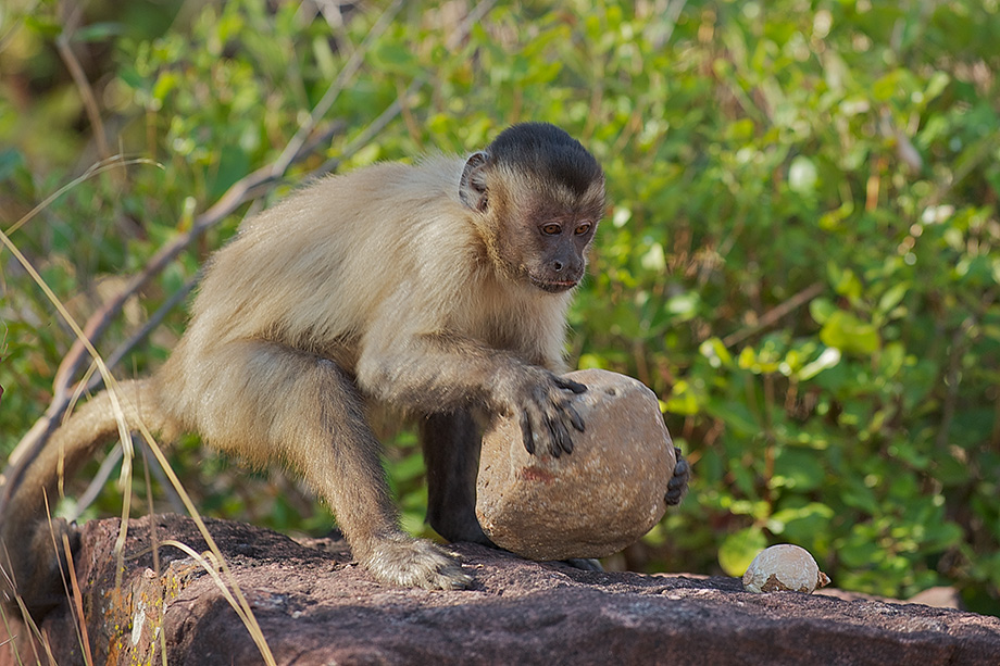 Tufted Capuchin Monkey
