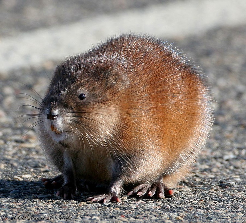 Muskrat