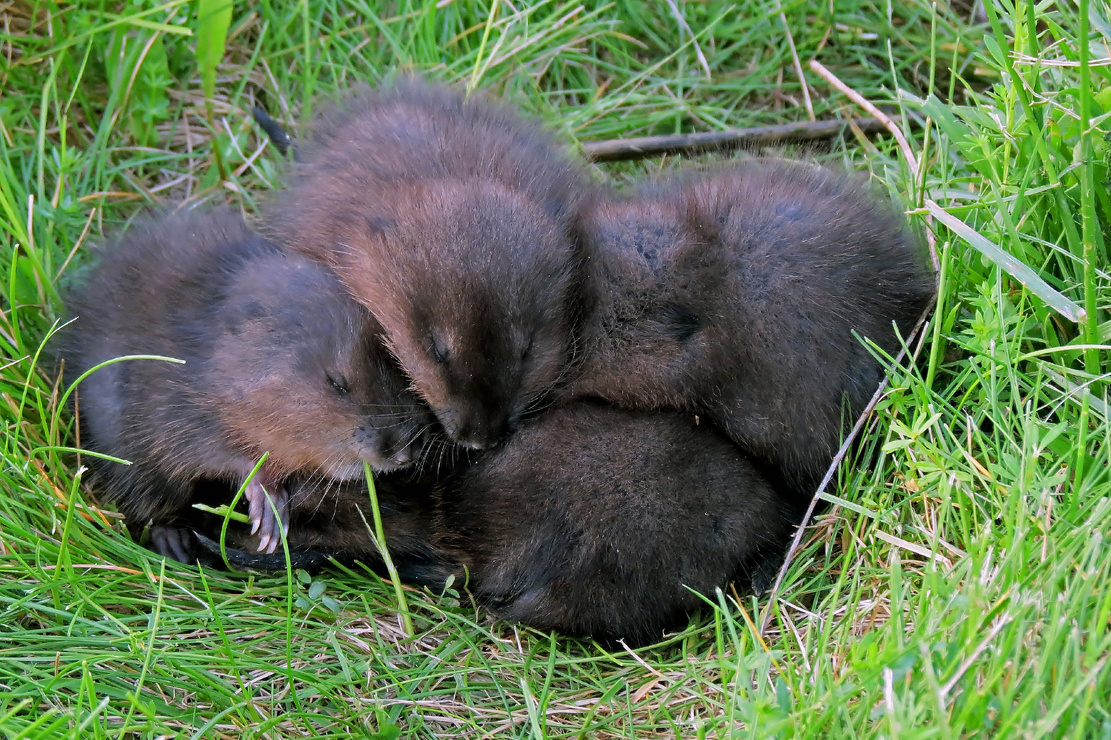Baby Muskrats