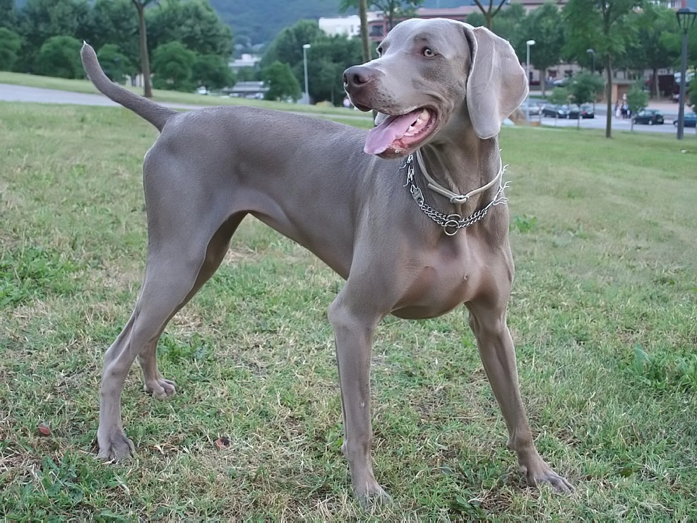 Weimaraner
