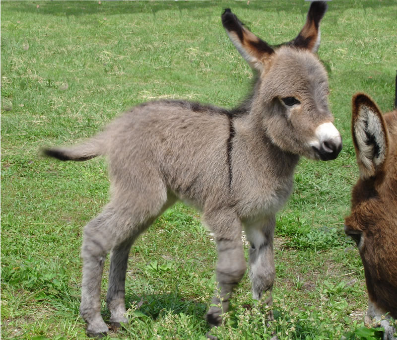 Donkey Foal