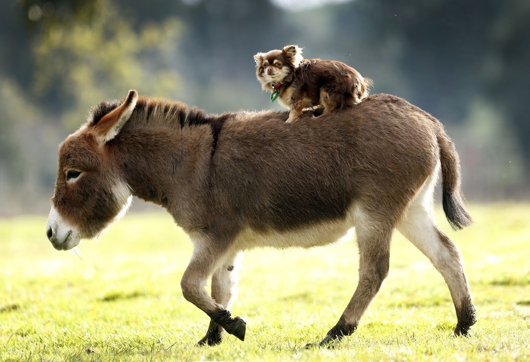 Donkey & Dog