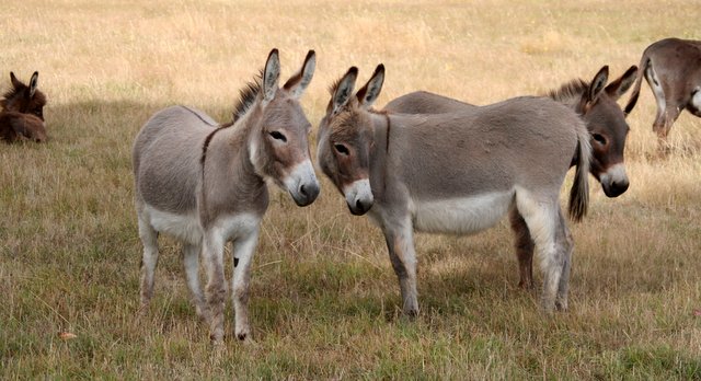 Donkeys