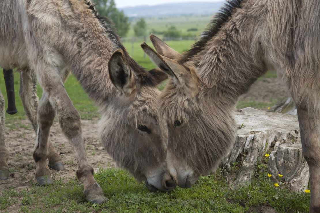 Donkeys
