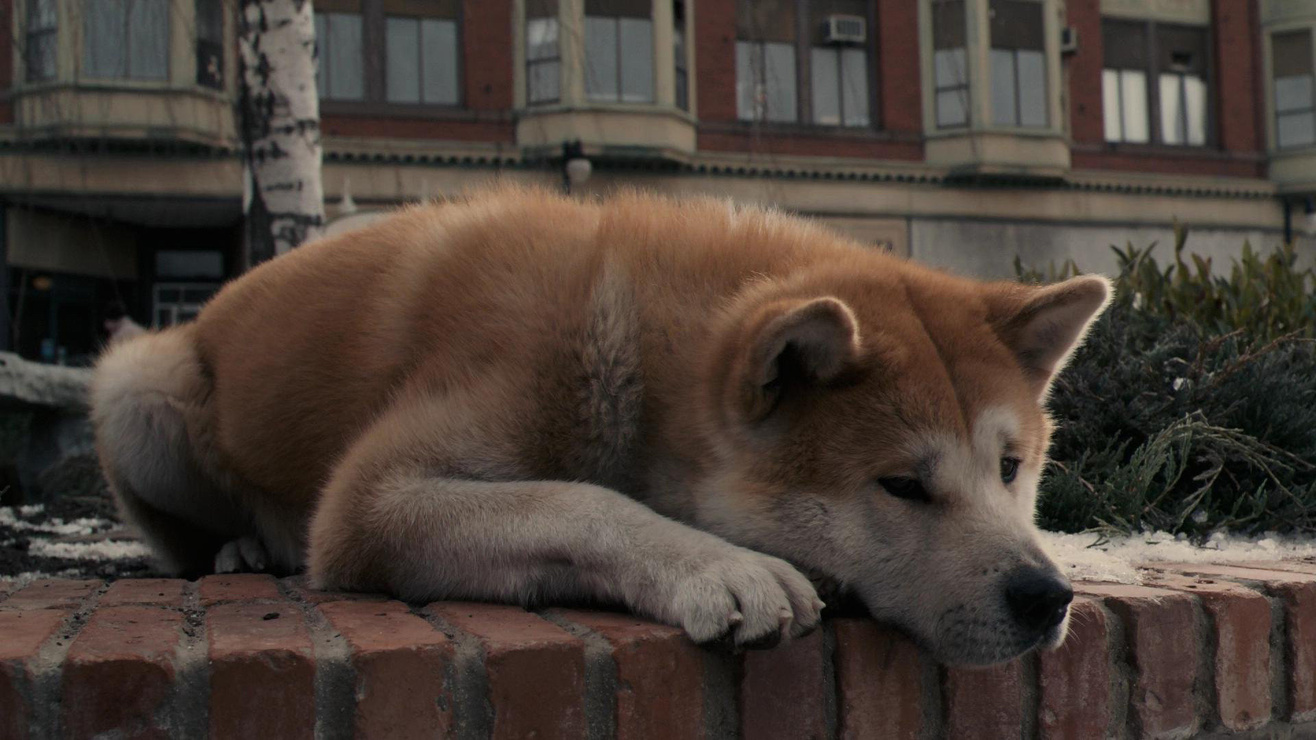 Picture of Hachi: A Dog's Tale