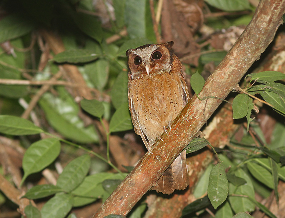 White-fronted Scops Owl
