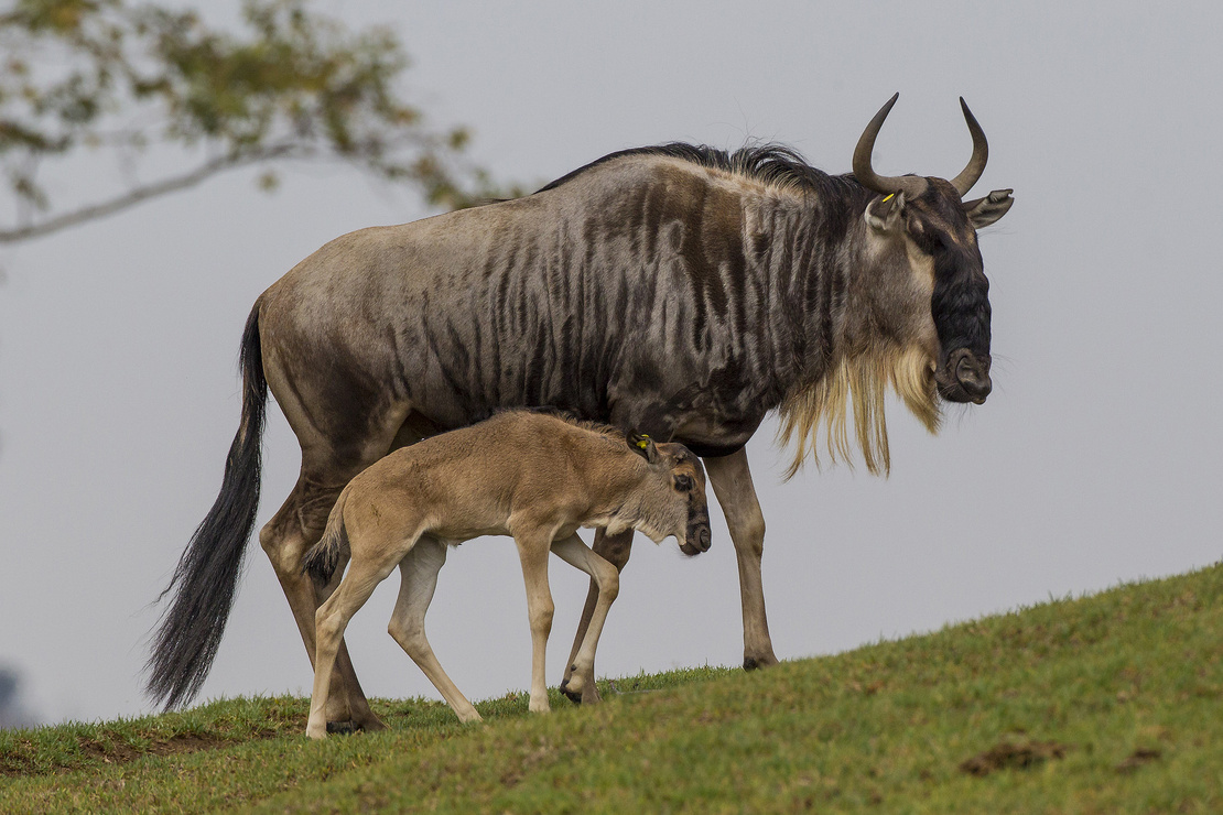Gnu & baby