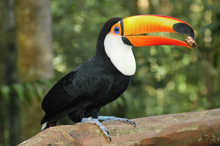 Toco Toucan