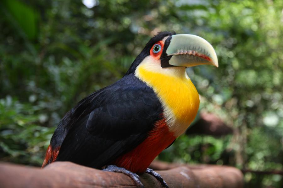 Green Billed/ Red Breasted Toucan