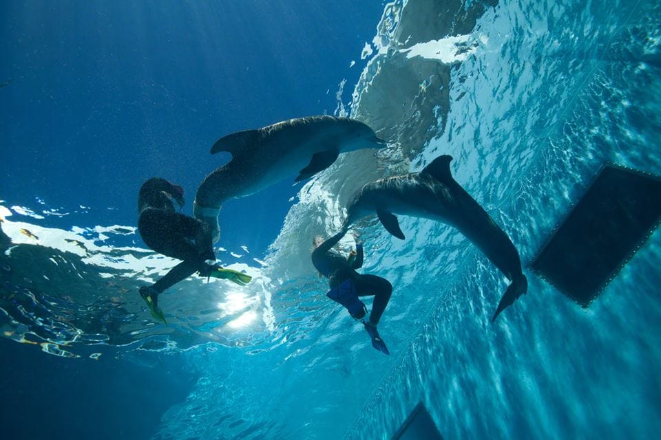 Picture of Dolphin Tale 2