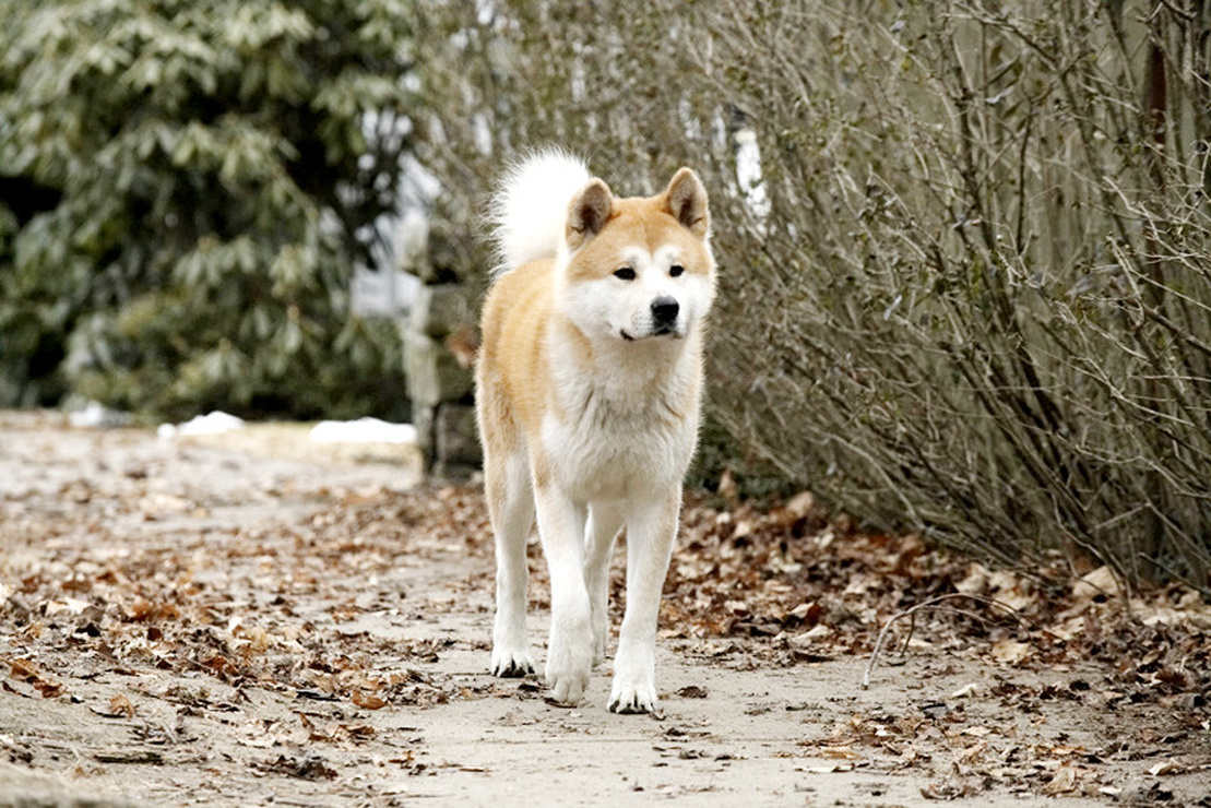 Picture of Hachi: A Dog's Tale
