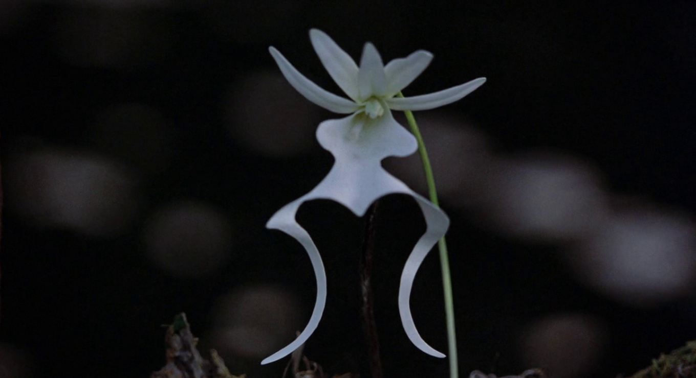Picture of Adaptation. (2002)