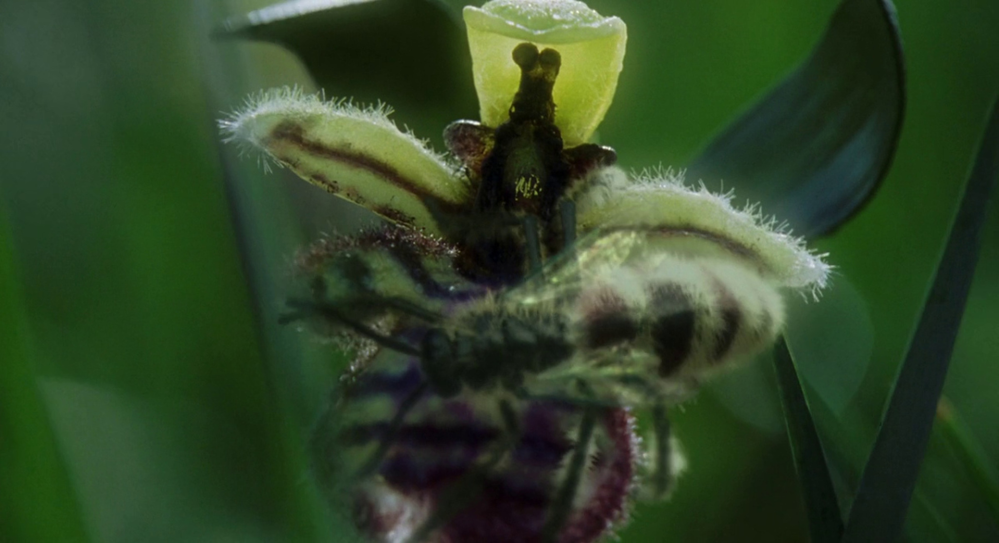 Image of Adaptation. (2002)