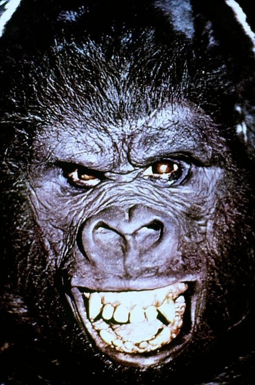 Picture of King Kong