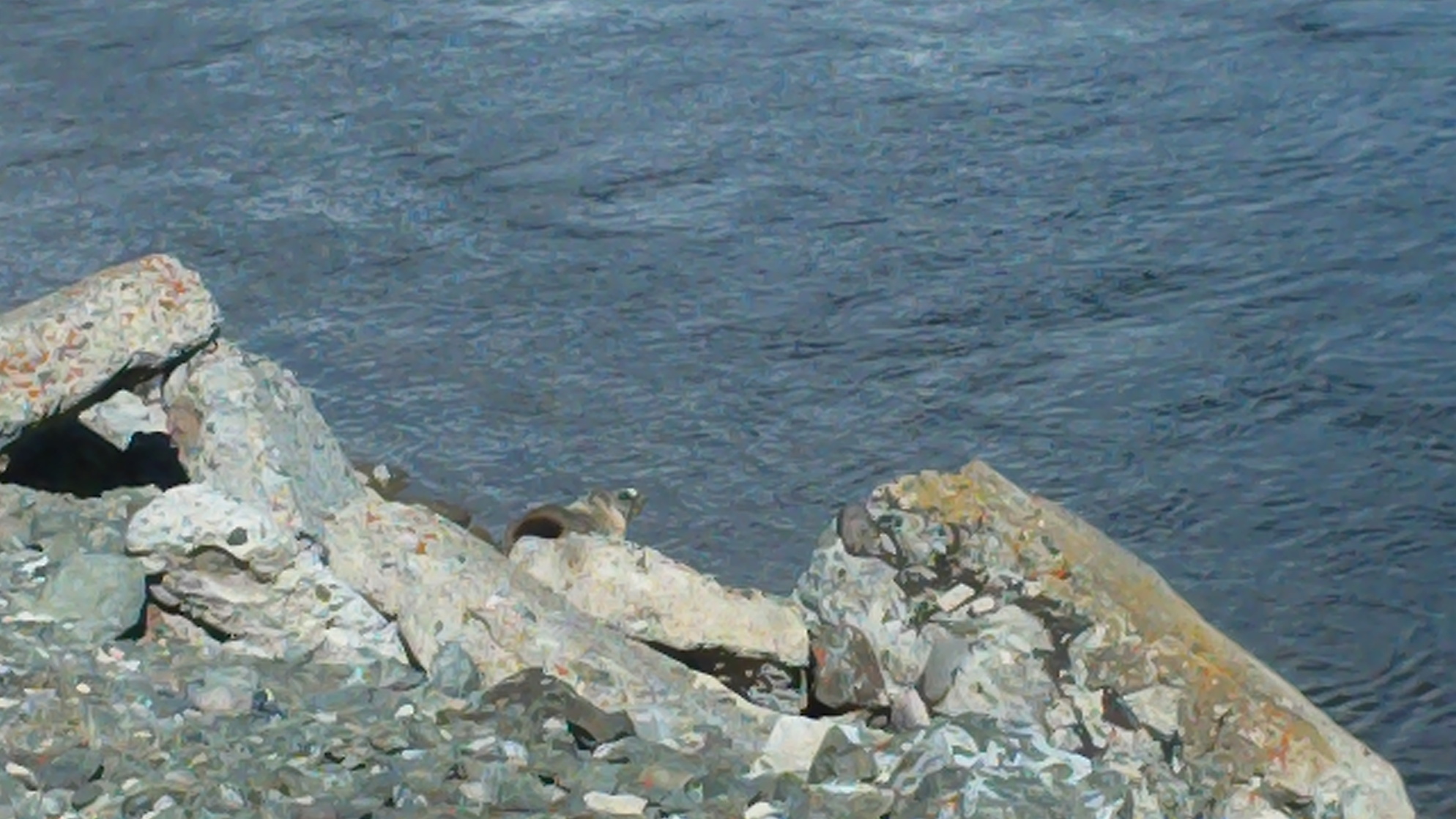 Picture of a Rock Chuck