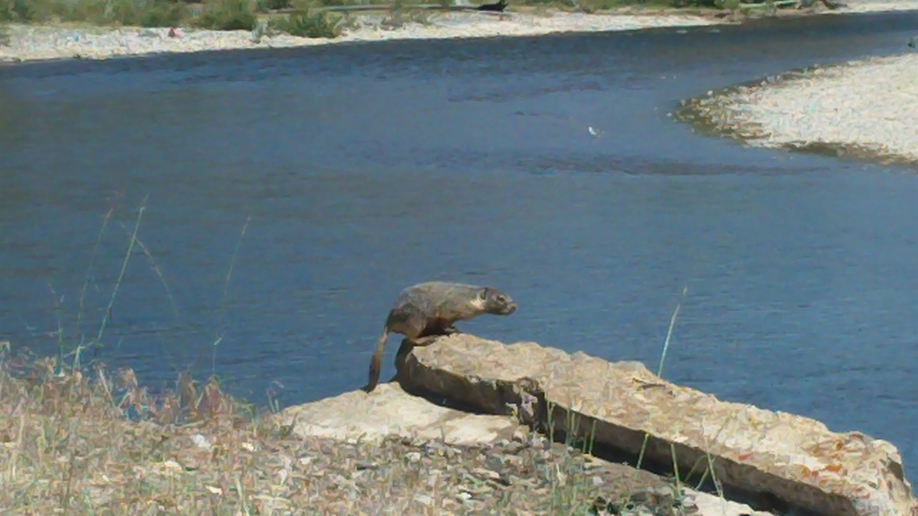 Picture of a Rock Chuck