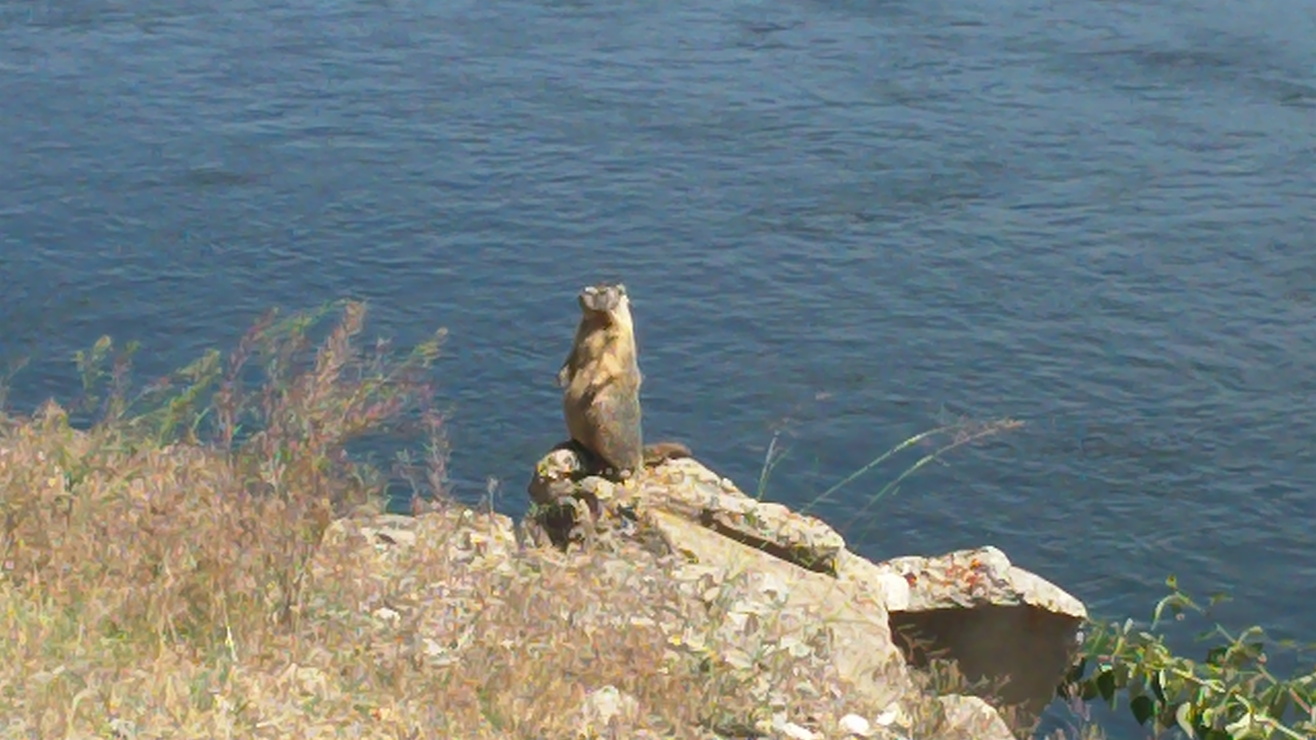 Picture of a Rock Chuck