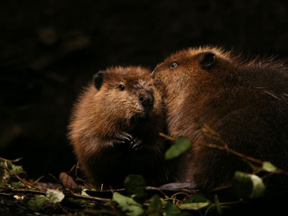 The Adventures of White Tuft image