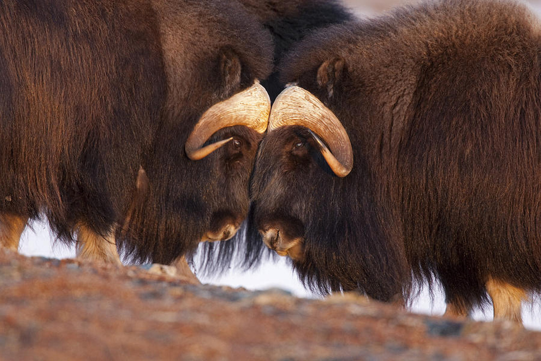 Musk Oxen
