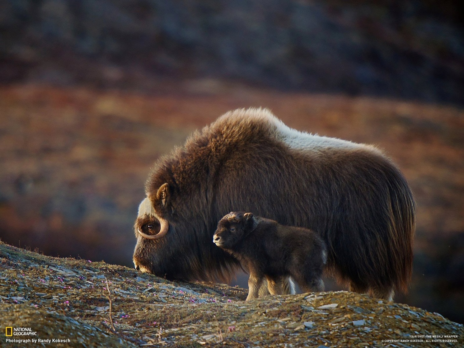 Musk Ox & Calf