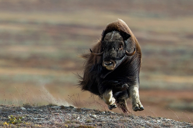 Musk Ox running