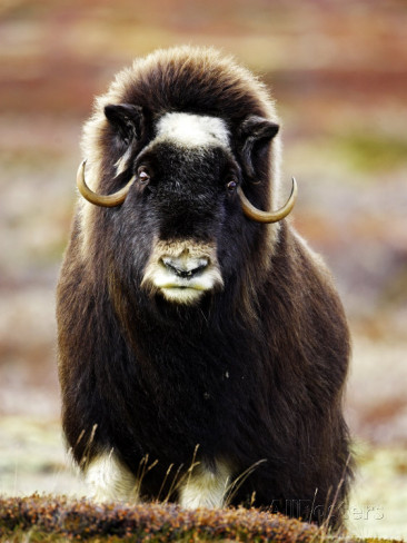 Musk Ox