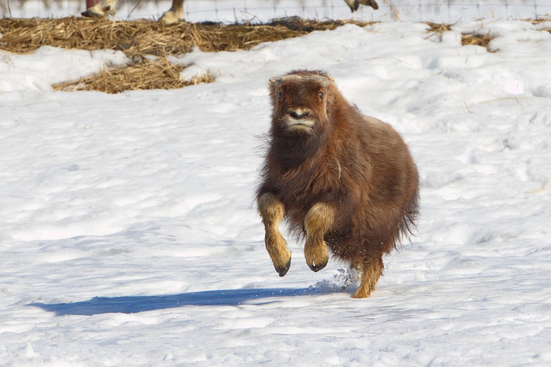 Musk Ox Calf running