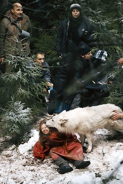 Picture of Surviving with Wolves