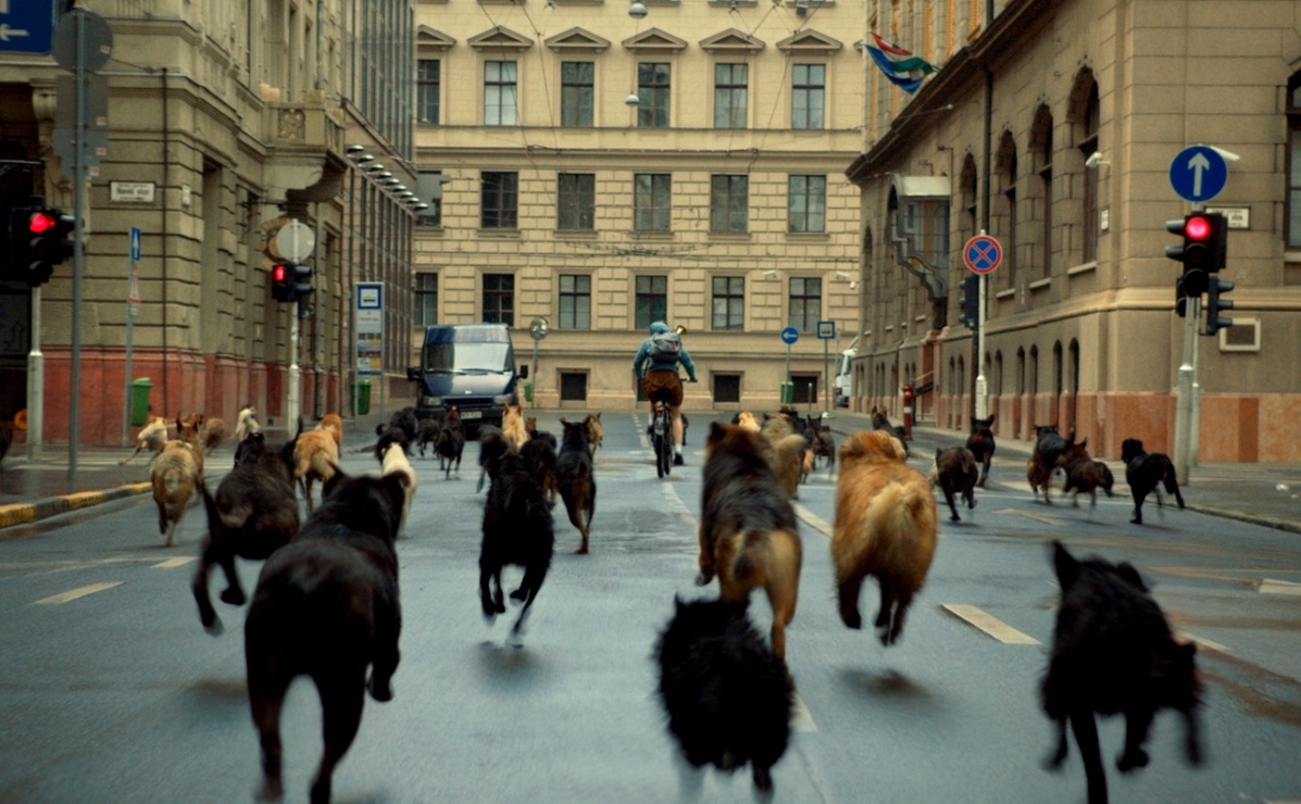 Picture of White God