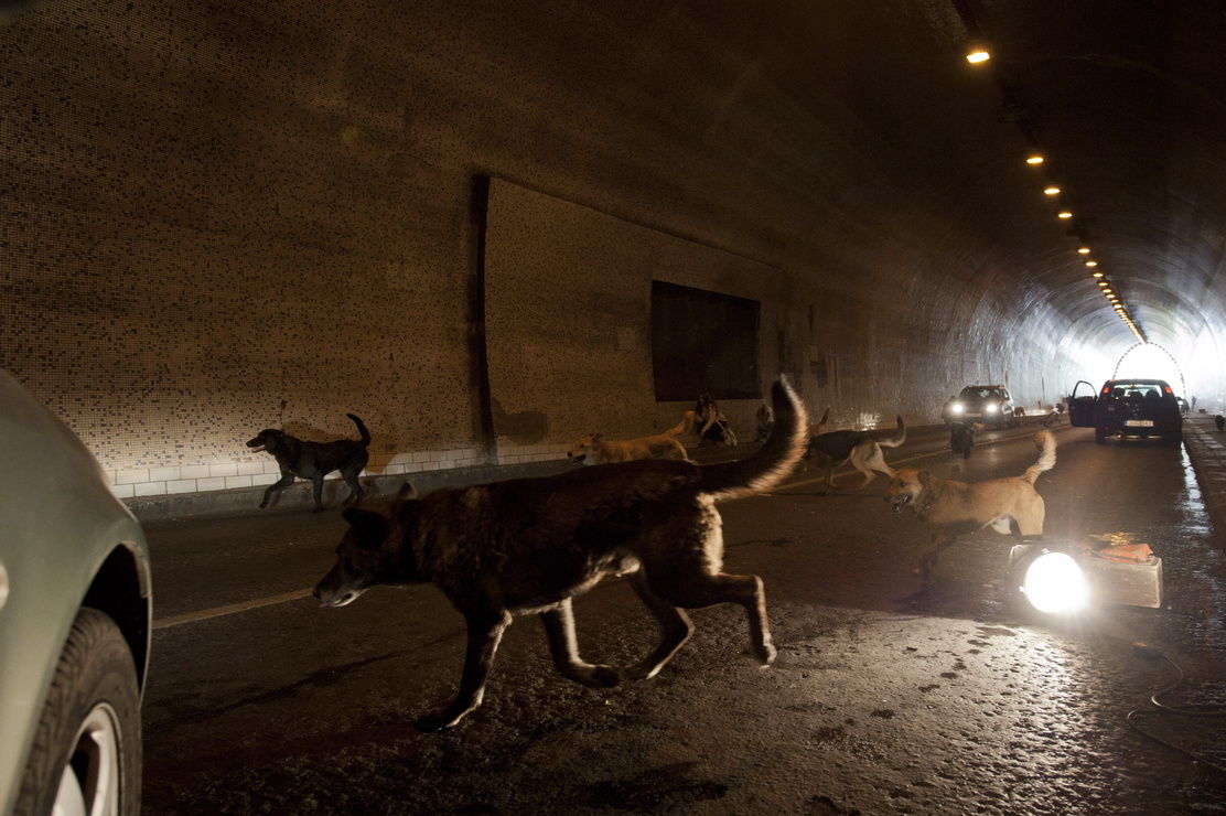 Picture of White God